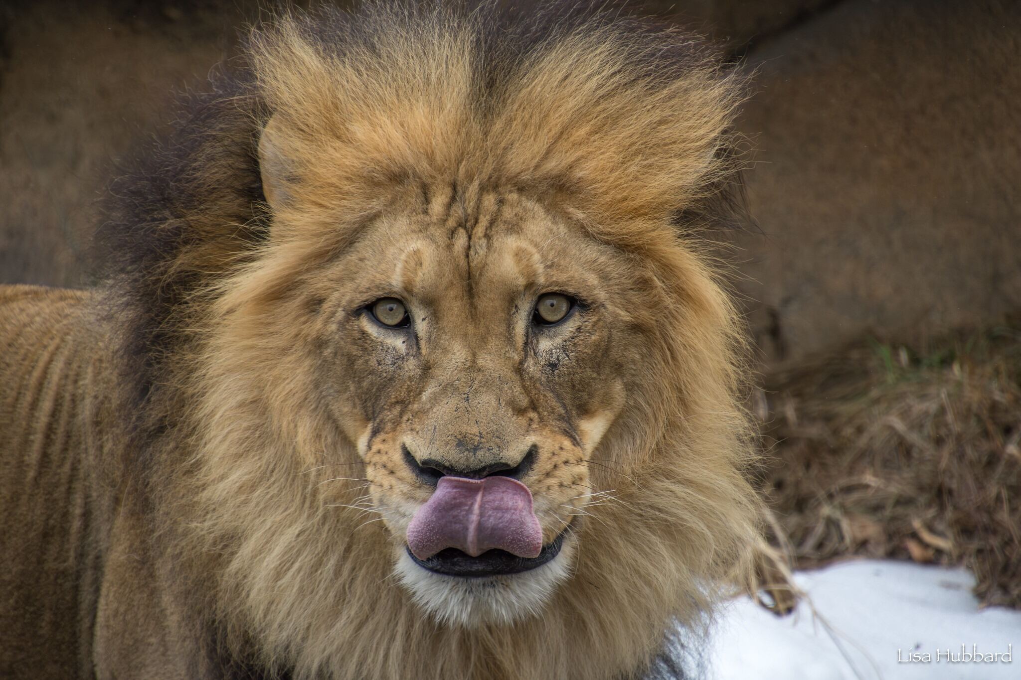 Zoo Membership Sale! - Cincinnati Family Magazine